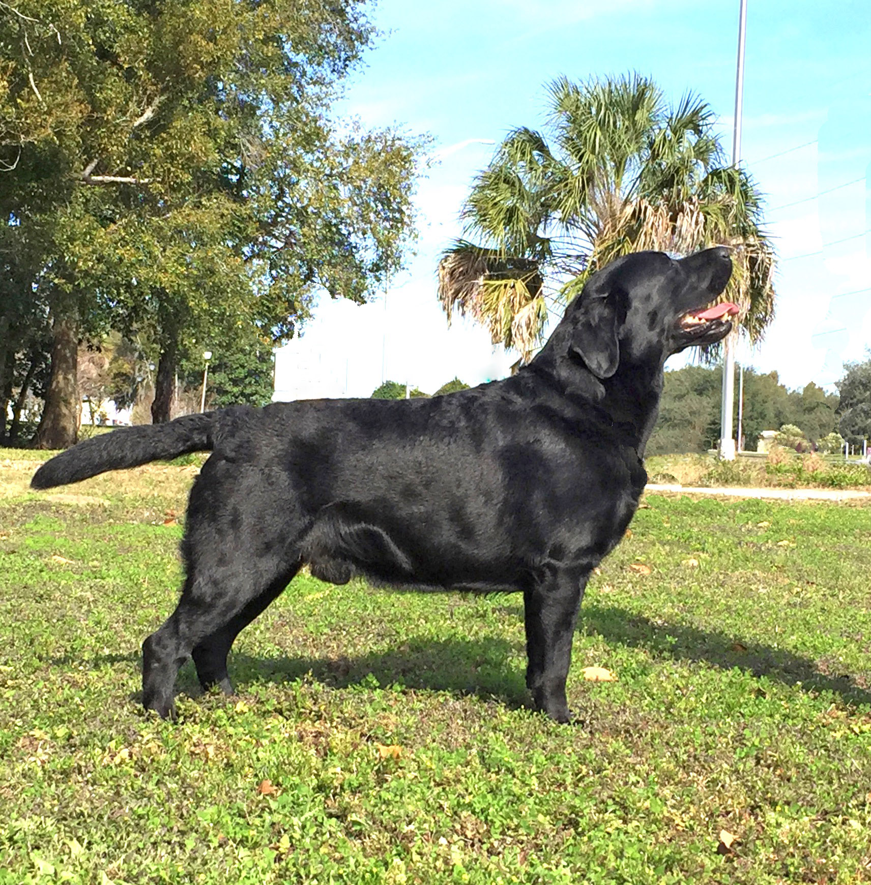 Cornerstone Labradors